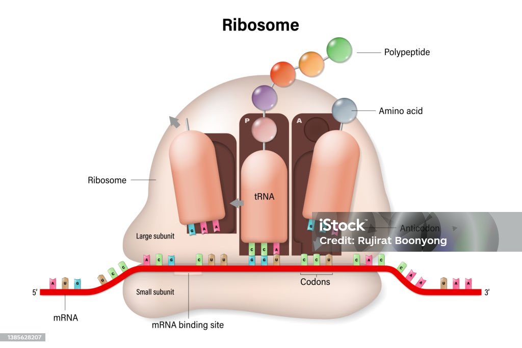 Structure Ribosome Infographics Vector Illustration Stock