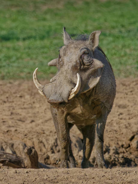 Warthog Pictures | Download Free Images on Unsplash