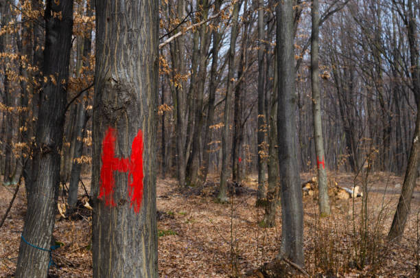 Free picture: mark, marker, marking, sign, symbol, tree, forest, wood ...