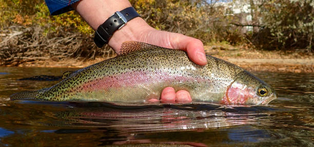 30k+ Trout Pictures | Download Free Images on Unsplash