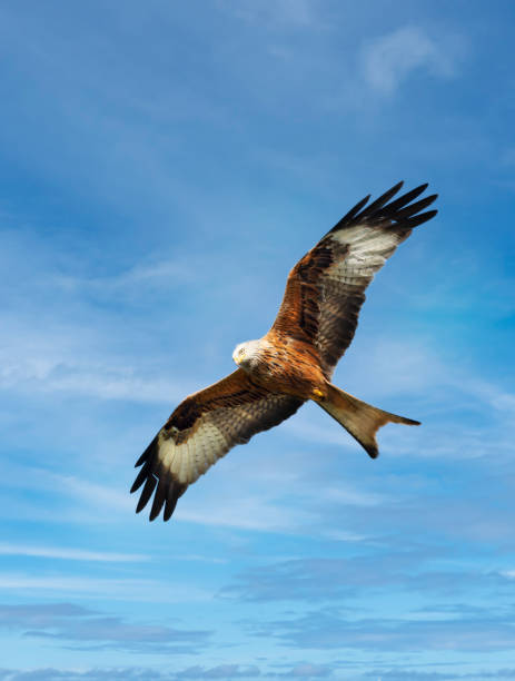 Free Stock Photo of Group of Red Kites Flying Through Blue Sky ...