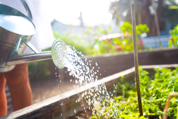 Free Stock Photo of Watering System Sprinkling Water on Plant ...