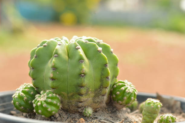 Free picture: Pinkish flower bud of cactus in flowerpot close-up