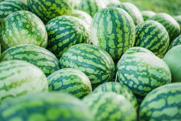 500+ Watermelon Pictures [HQ] | Download Free Images on Unsplash