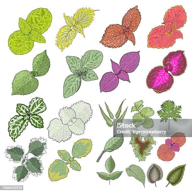 Set Daun Tropis Elemen Pakis Eksotis Yang Terisolasi Set Hutan Hutan