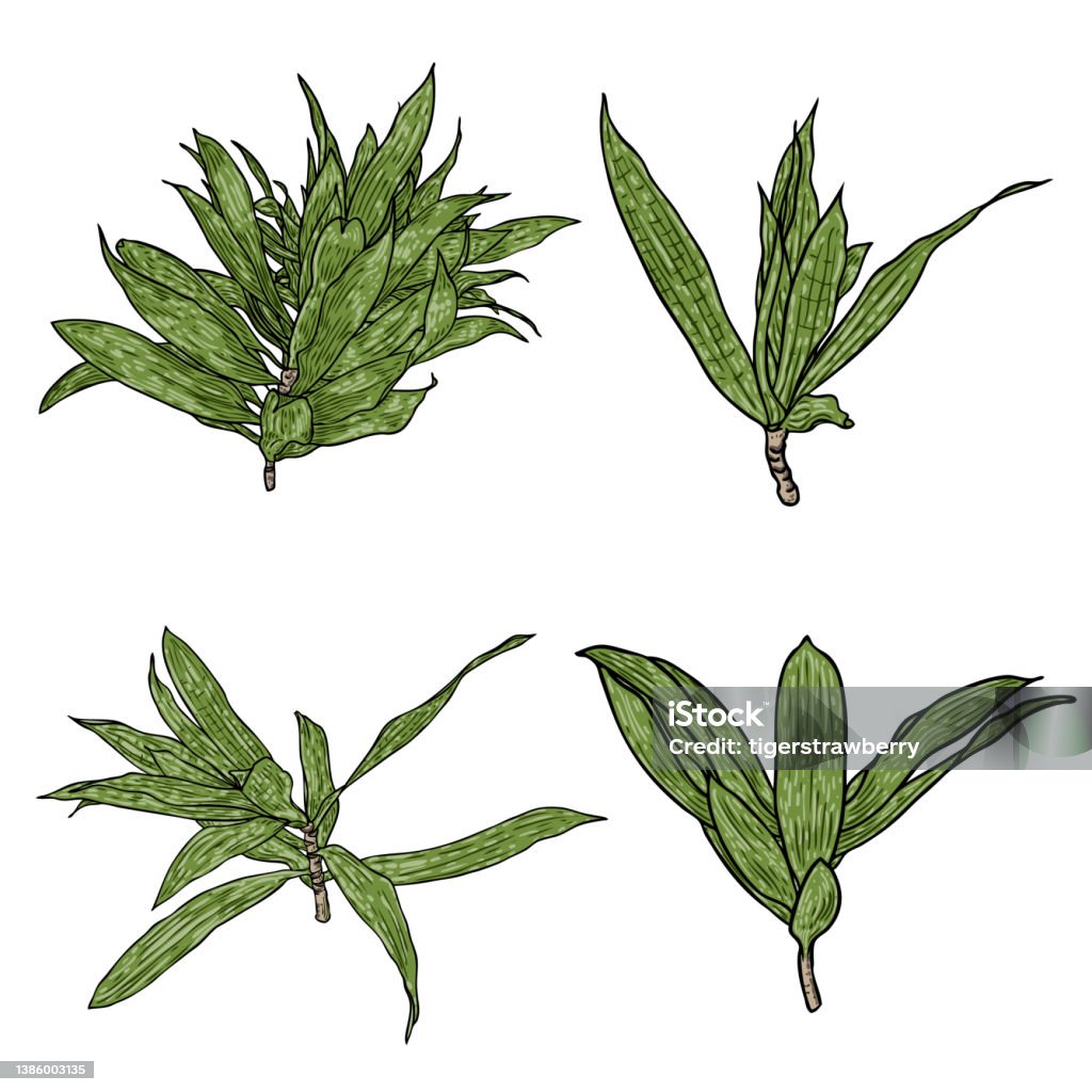 Set Cabang Dracaena Reflexa Dengan Daun Hijau Koleksi Song Of India ... Set Cabang Dracaena Reflexa Dengan Daun Hijau Koleksi Song Of India ...