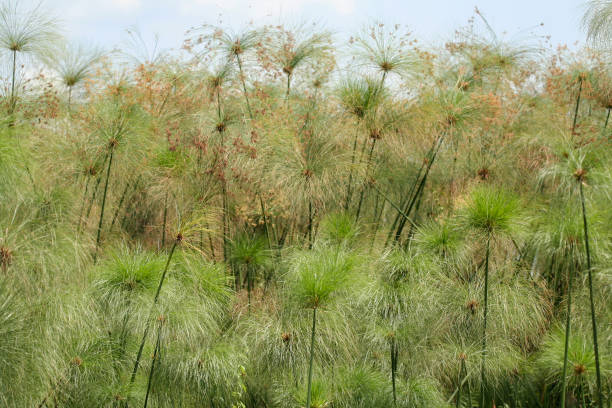 papyrus-reed Premium Photos, Pictures and Images by Istock