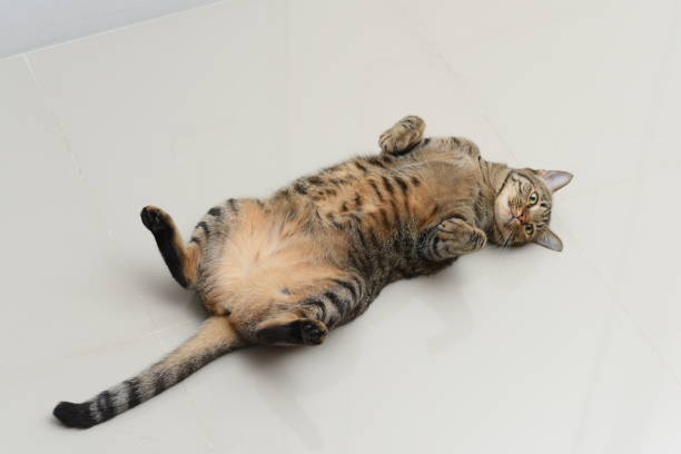 Free Stock Photo of Cat Laying on Back | Download Free Images and Free ...