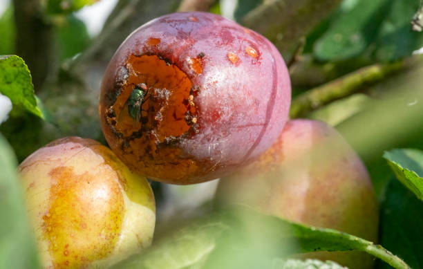 Free picture: animal, wasp, nature, insect, tree, fruit, outdoors, leaf ...