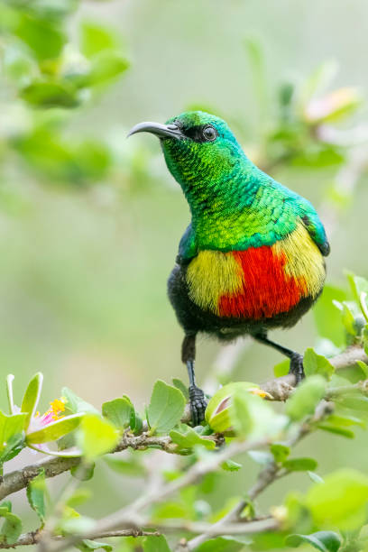 Sunbird Pictures | Download Free Images on Unsplash