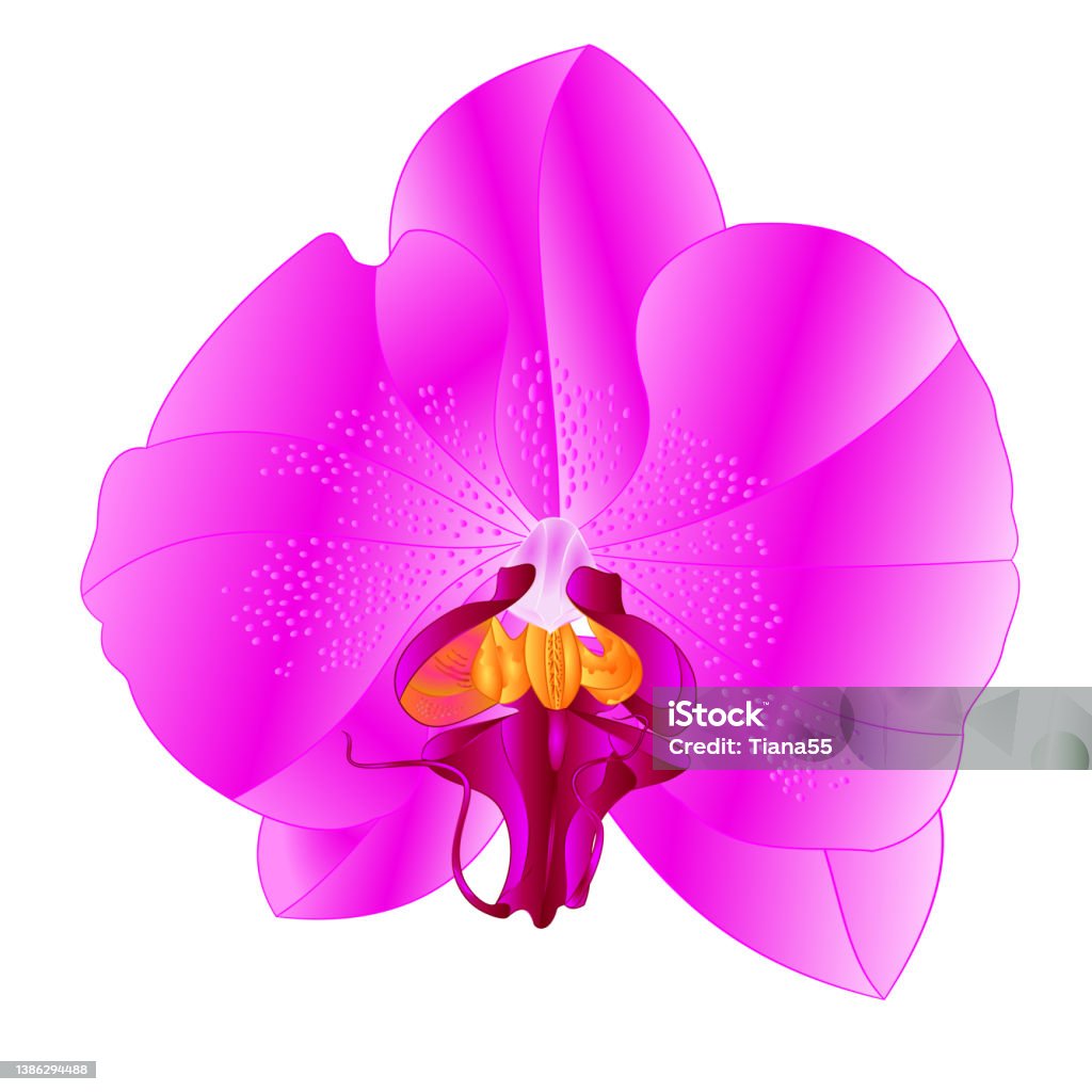 Orchid Phalaenopsis Lila Colours Natural Flower Twenty Two On A White