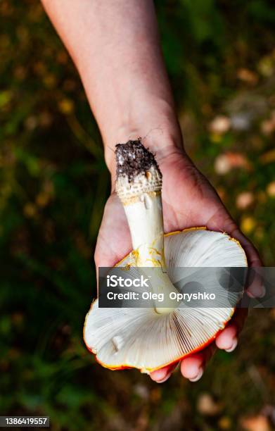 Jamur Hutan Dengan Topi Merah Di Tangan Betina Foto Stok Unduh Gambar