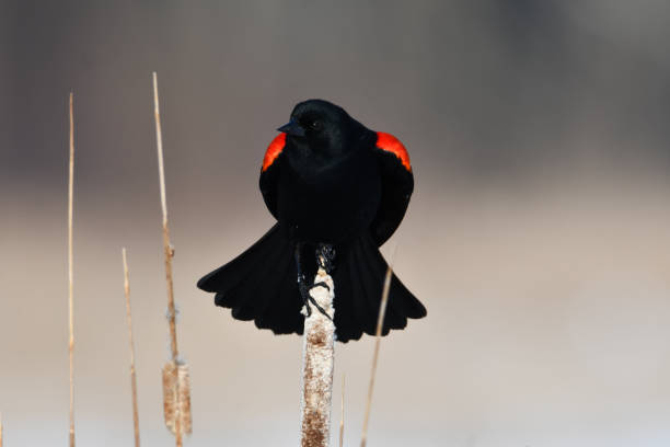 Free Stock Photo of Close view of a black bird with red wing | Download ...