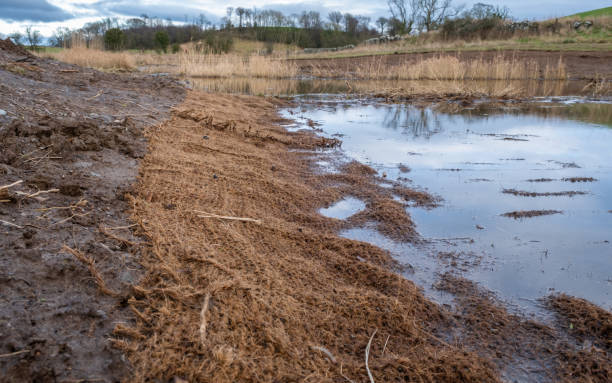 Free picture: silt, pond