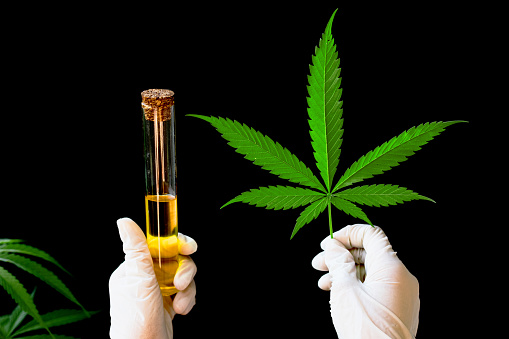 Tangan Memegang Botol Minyak Cannabis Terhadap Tanaman Ganja Budidaya ... Tangan Memegang Botol Minyak Cannabis Terhadap Tanaman Ganja Budidaya ...