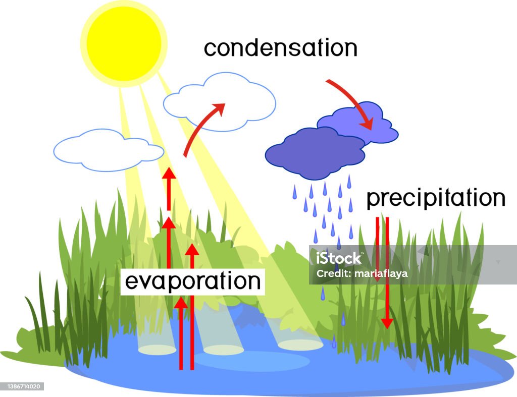 Ilustración de Ciclo Del Agua Esquema Con El Ciclo Del Agua En La ... Ilustración de Ciclo Del Agua Esquema Con El Ciclo Del Agua En La ...