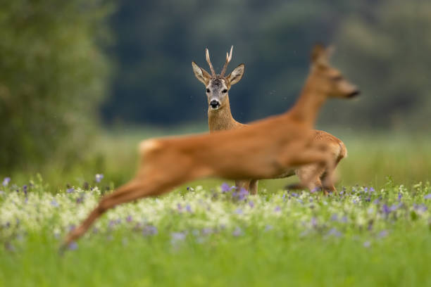 Roe Deer Pictures | Download Free Images on Unsplash