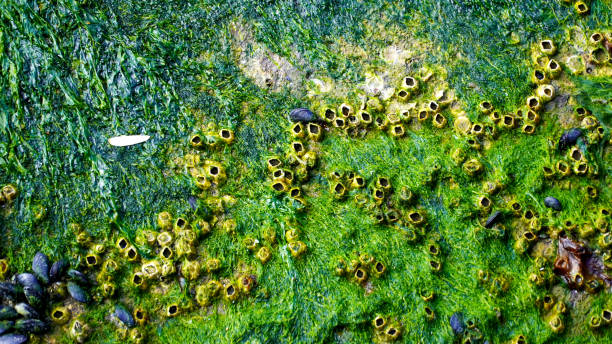 Free picture: ocean, algae, bloom