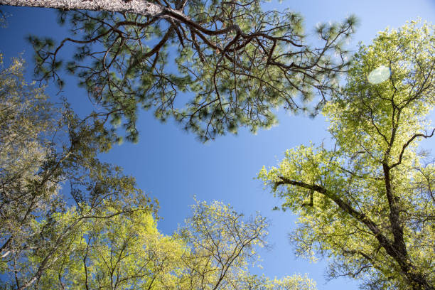 550+ Oak Tree Pictures | Download Free Images on Unsplash
