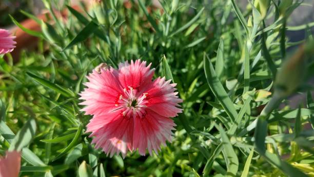 Free picture: flowers, bright, pinkish, close-up, petals, cluster ...