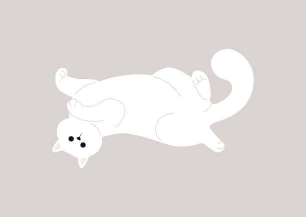870+ Cat Curled Up Stock Illustrations, Royalty-Free Vector Graphics ... 870+ Cat Curled Up Stock Illustrations, Royalty-Free Vector Graphics ...