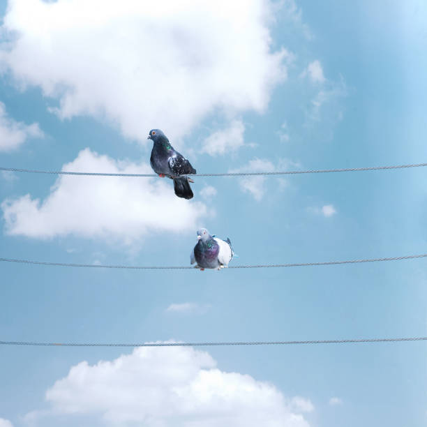 Free Stock Photo of Two birds on a wire | Download Free Images and Free ...