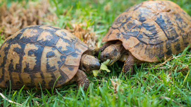 Free picture: Greek tortoise (Testudo graeca) close-up of turtle
