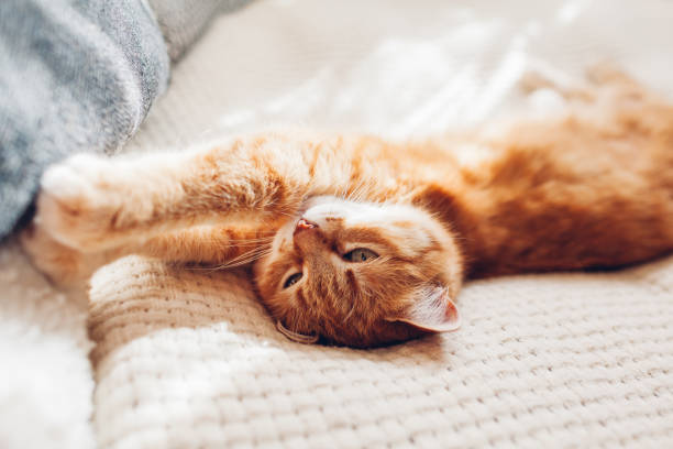 500+ Ginger Cat Pictures [HD] | Download Free Images on Unsplash