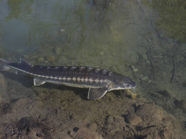 Sturgeon Pictures | Download Free Images on Unsplash