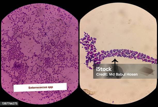 Candida Spp Dan Enterococcus Spp Jamur Jamur Multidrug Yang Muncul