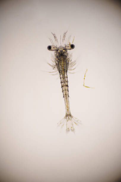 Closeup Zoea Stage of Vannamei Shrimp Under Microscope Picture