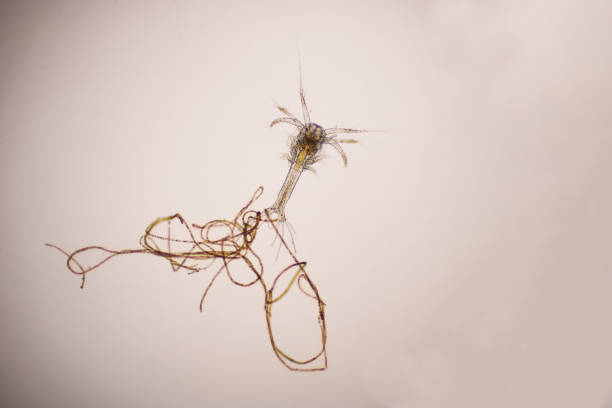 Closeup Zoea Stage of Vannamei Shrimp Under Microscope Picture