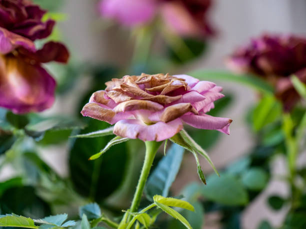 Free Stock Photo of Withering pink flower against a blurred background ...