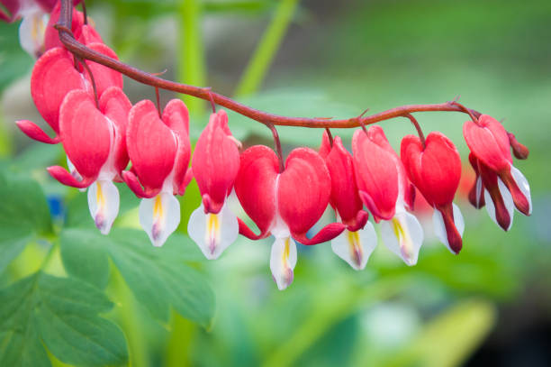 Free Stock Photo of Bleeding Heart Pink White Flowers | Download Free ...