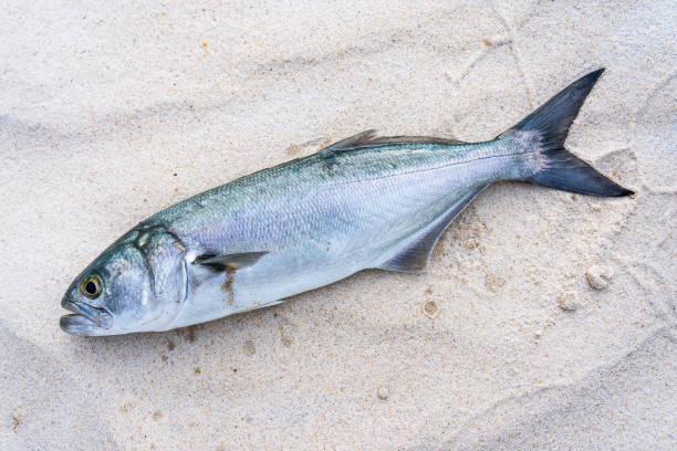 999+ Ocean Fish Pictures | Download Free Images on Unsplash