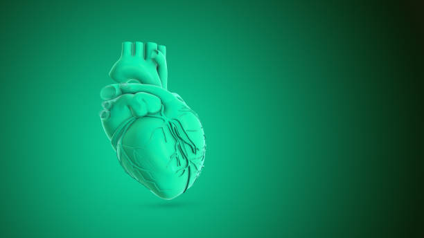 Human Physiology Pictures | Download Free Images on Unsplash