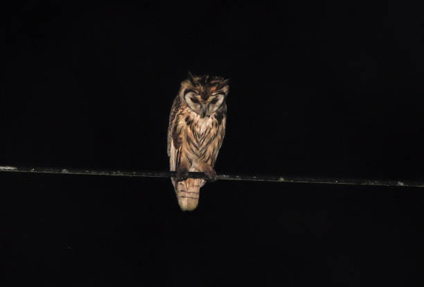 Rain Owl Pictures Stock Photos, Pictures & Royalty-Free Images - iStock Rain Owl Pictures Stock Photos, Pictures & Royalty-Free Images - iStock