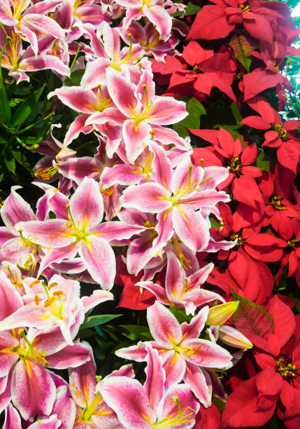 Lilly Pictures | Download Free Images on Unsplash