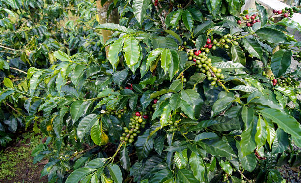 Eje Cafetero Pictures | Download Free Images on Unsplash