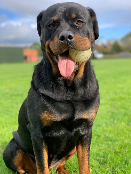 1000+ Rottweiler Pictures | Download Free Images on Unsplash