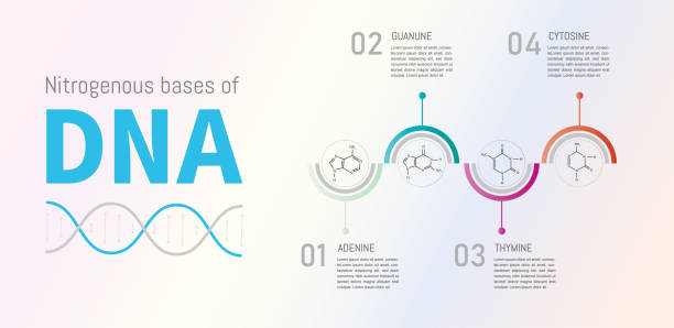 [90] Nitrogenous bases Clipart Vector PNG , SVG, EPS, PSD, AI