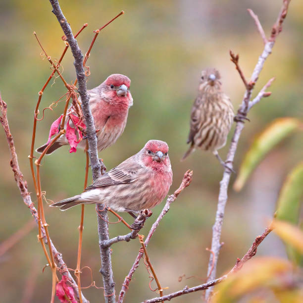 House Finch Pictures | Download Free Images on Unsplash