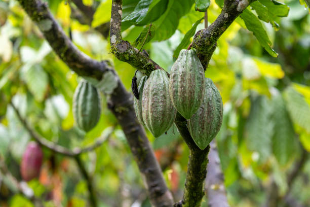 Cocoa Powder Pictures | Download Free Images on Unsplash