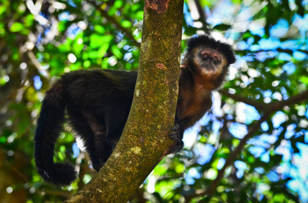 Free picture: Small brown capuchin monkey (Sapajus apella) on tree