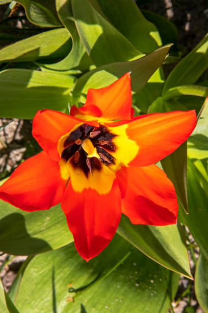 Tulipe Pictures | Download Free Images on Unsplash