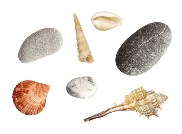 Free picture: rocks, shells, pebbles, beach