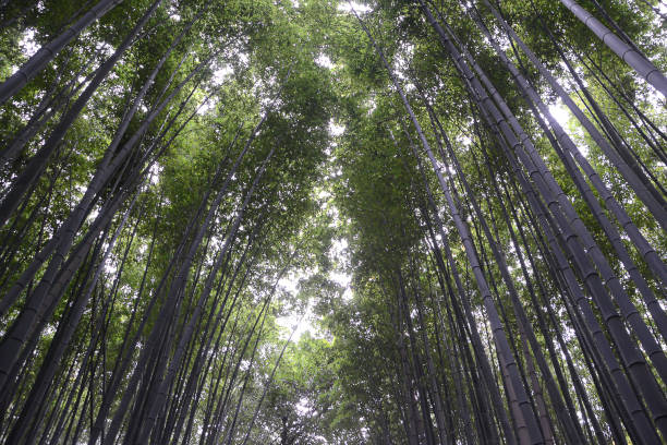 Bambu Pictures | Download Free Images on Unsplash
