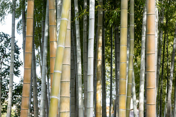 Free Stock Photo of Tall Bamboo Tree in Forest | Download Free Images ...