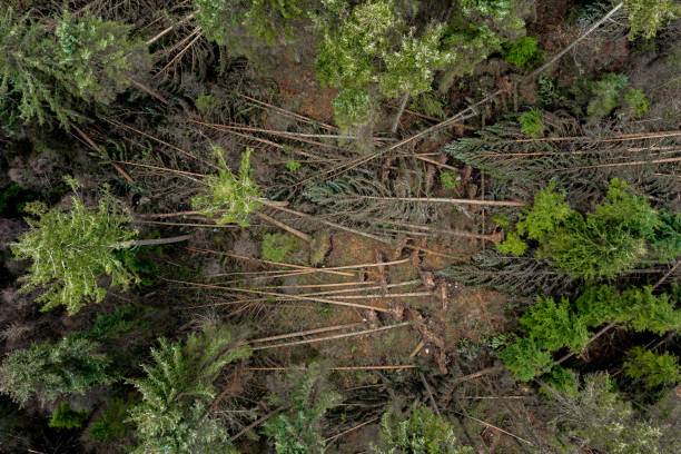 Fallen Tree Pictures | Download Free Images on Unsplash