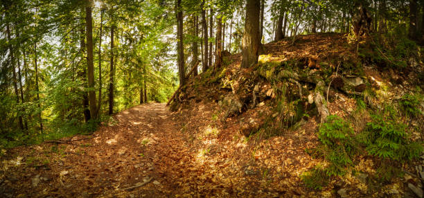 Free Stock Photo of Rocky Path Cutting Through Forest | Download Free ...